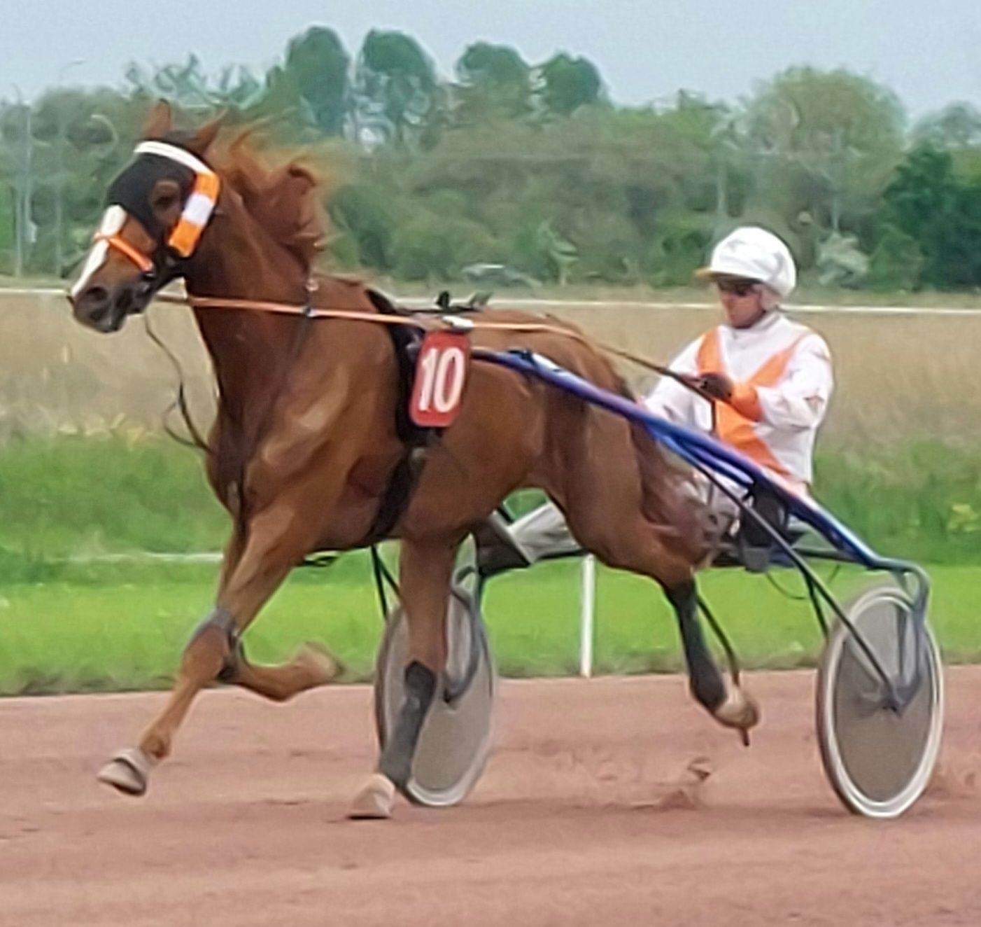 Elevage de trotteurs Jethan de Mongochy cheval trotteur - Elevage de ...